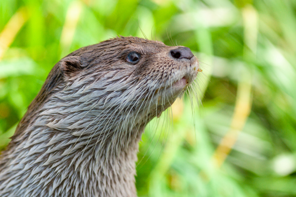 European Otter Conference | De Zoogdiervereniging