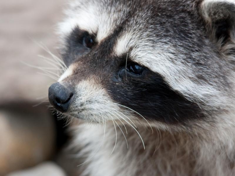 Wasberenmeldpunt | De Zoogdiervereniging