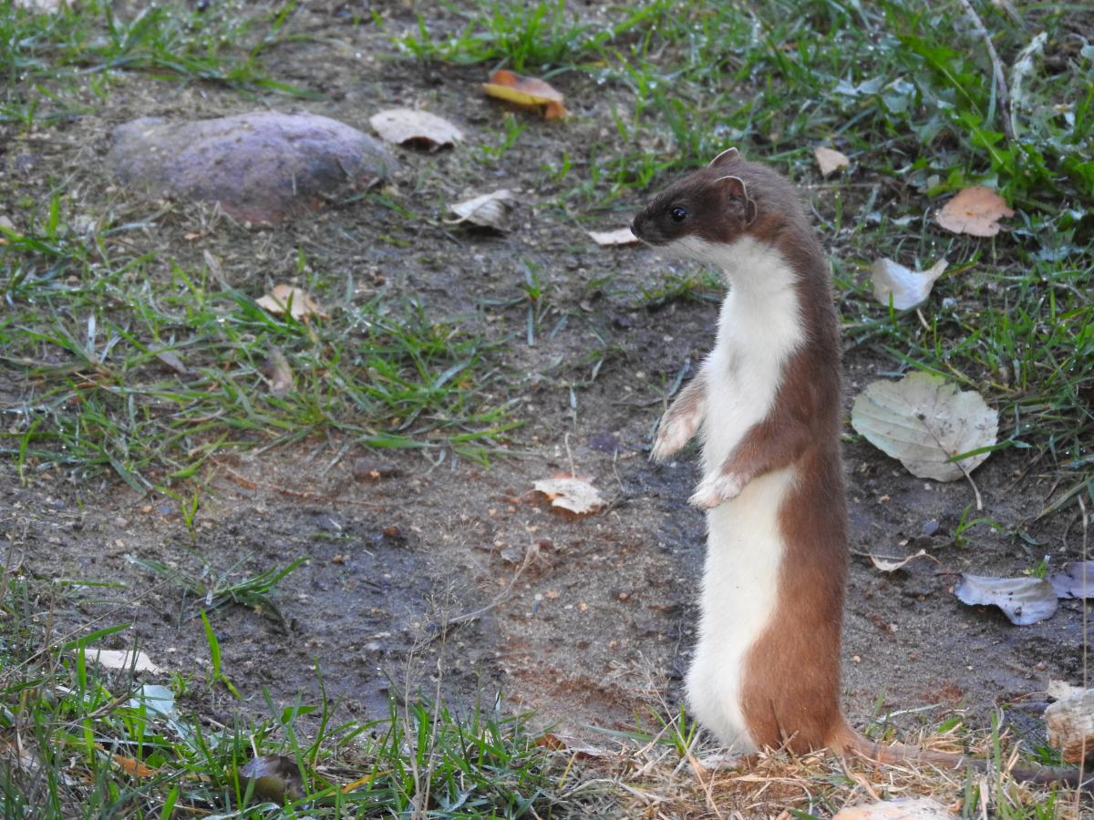 Living Planet Report: Natuur en landbouw verbonden | De Zoogdiervereniging
