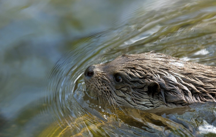 Herken het roofdier | De Zoogdiervereniging